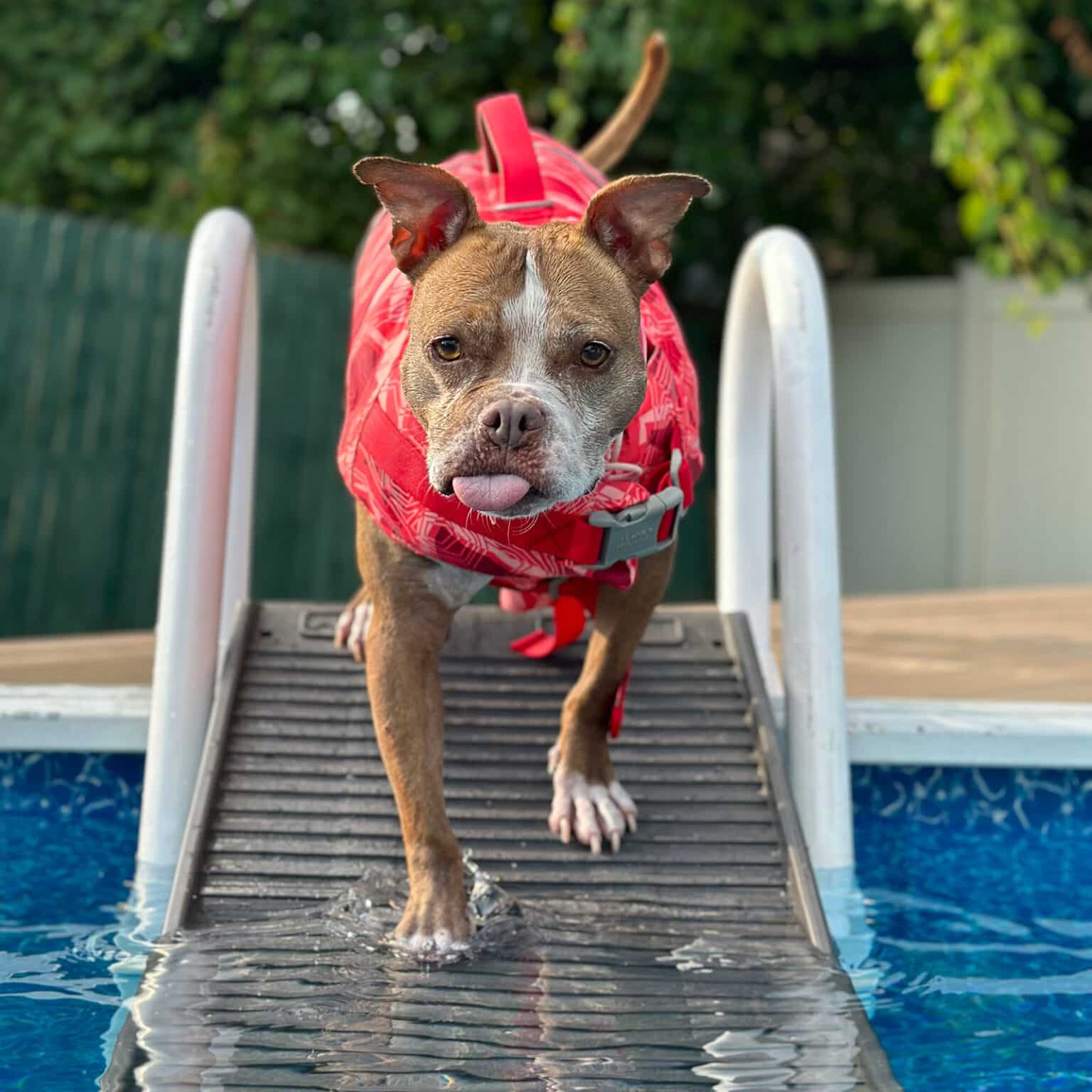 PetStep Pool Ramp for Dogs | Easy, Safe Pool Access