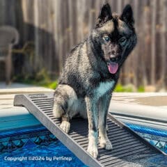 PetStep Pool Ramp for Dogs | Easy, Safe Pool Access