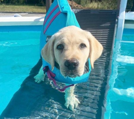 PetStep Pool Ramp for Dogs | Easy, Safe Pool Access For Your Pup