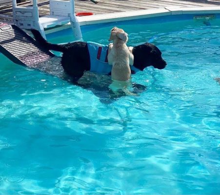 PetStep Pool Ramp for Dogs | Easy, Safe Pool Access