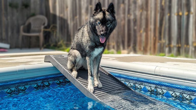 How to Properly Care for Your PetStep Pool Ramp - PetStep Dog Ramps