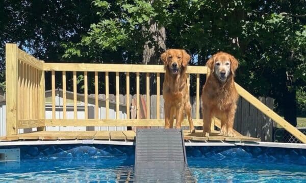 Dog Ramps for Above Ground Pools - PetStep Dog Ramps