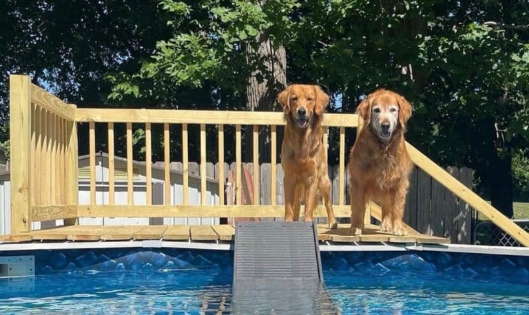 Dog Ramps for Above Ground Pools - PetStep Dog Ramps