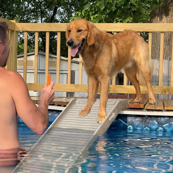 How to teach your dog to swim in a pool - PetStep Dog Ramps