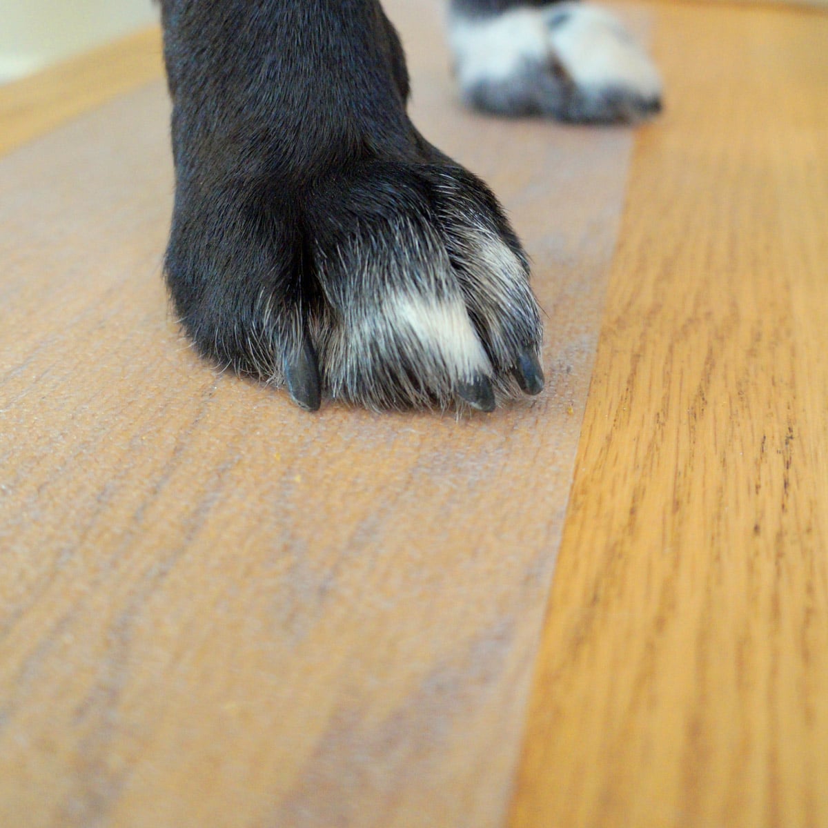 Puppy Treads Application Instructions - PetStep Dog Ramps