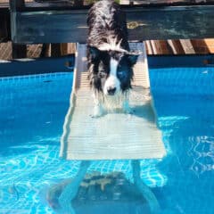 PetStep® Pool Leg Accessory Kit - PetStep Dog Ramps