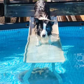 PetStep Dog Ramps For The On-The-Go Dog | Outdoor, Indoor & Pool Uses