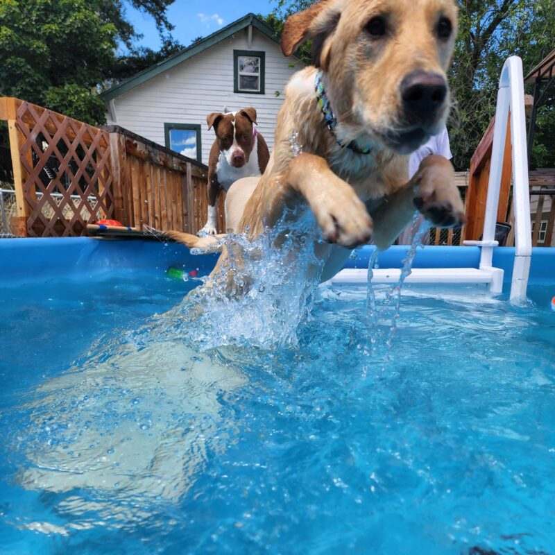 How to teach your dog to swim in a pool - PetStep Dog Ramps