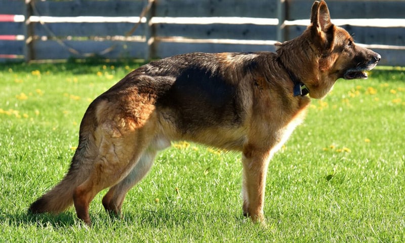 Joint Health and Preventing Joint Issues in Dogs - PetStep Dog Ramps