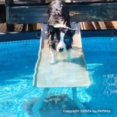 PetStep Pool Ramp for Dogs | Easy, Safe Pool Access