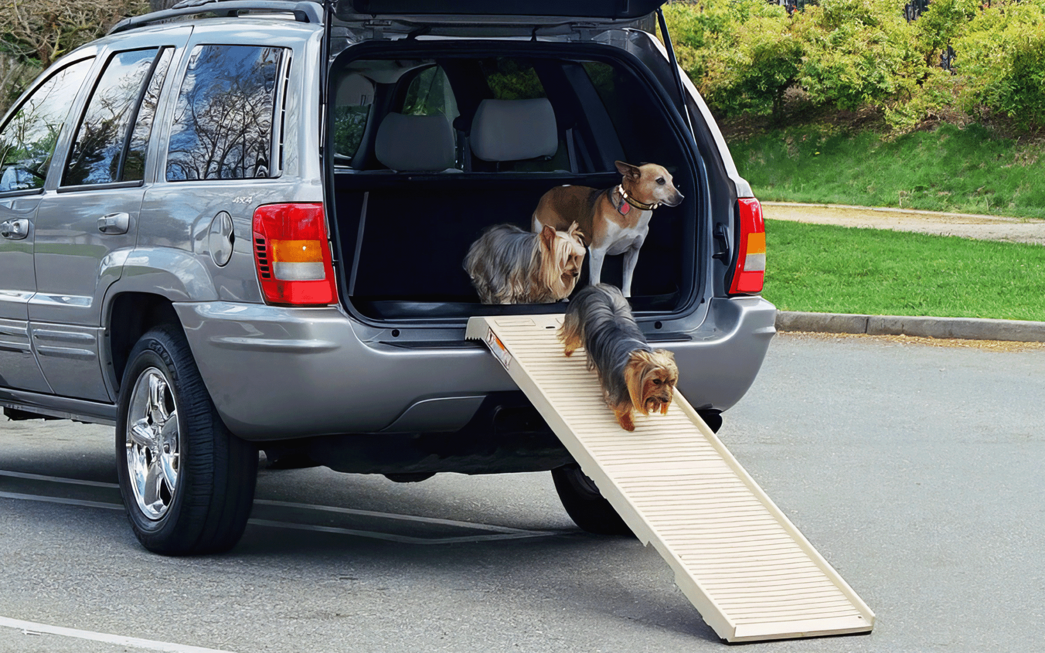 Step by Step: Helping Your Dog Master the PetStep Folding Ramp - PetStep Dog Ramps